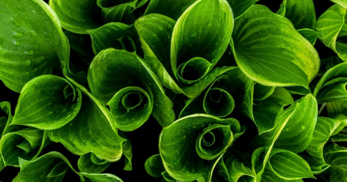 PRIMHD | Data and outcomes | Te Pou