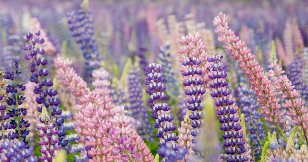 HoNOS family of measures | Data and Outcomes | Te Pou