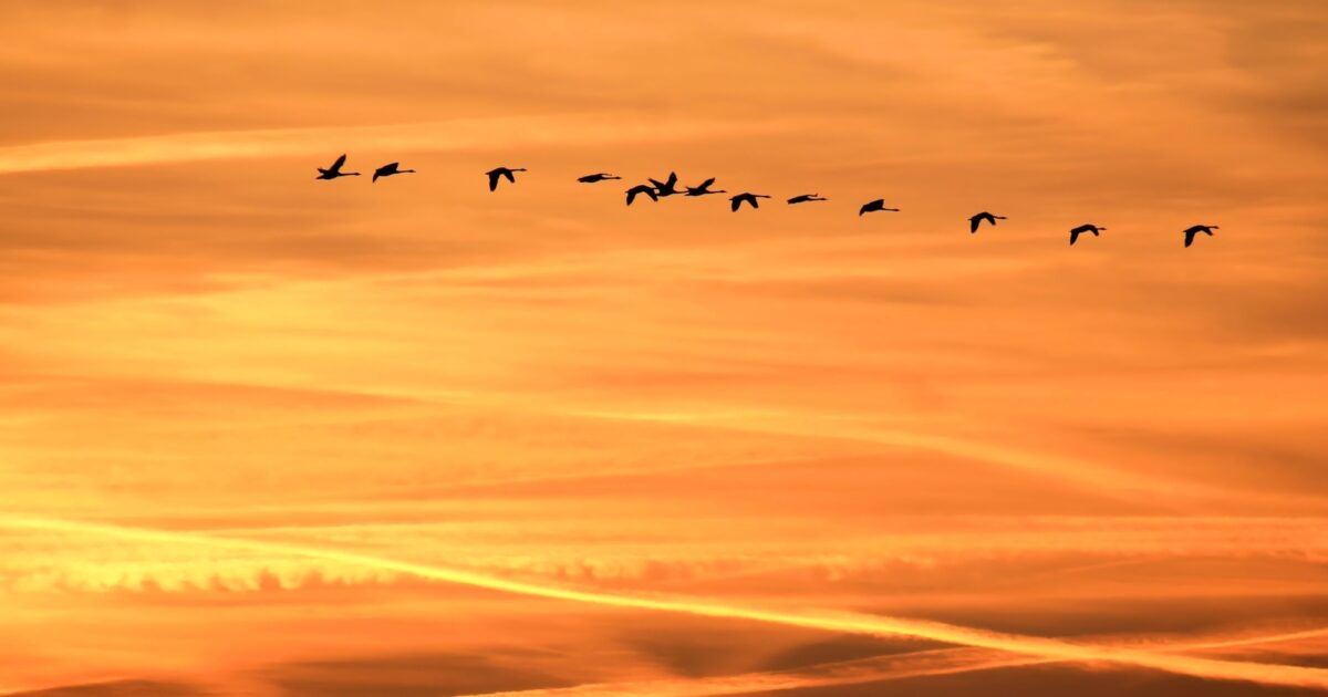 NGO workforce development | Mental Health and Addiction | Te Pou