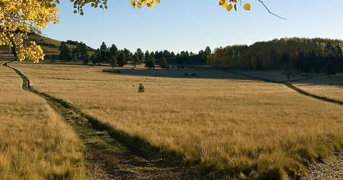 Supervision | Professional Development | Te Pou