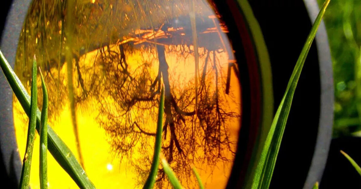 Workforce planning and development | Te Pou