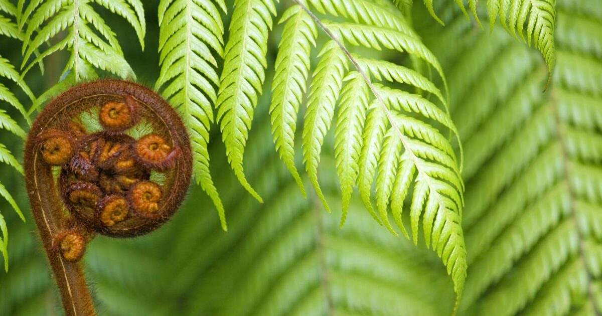 Standard MHFA Digital Workshop Manual | Te Pou